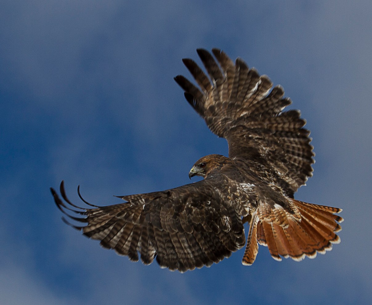 red tailed hawk | MJ Springett