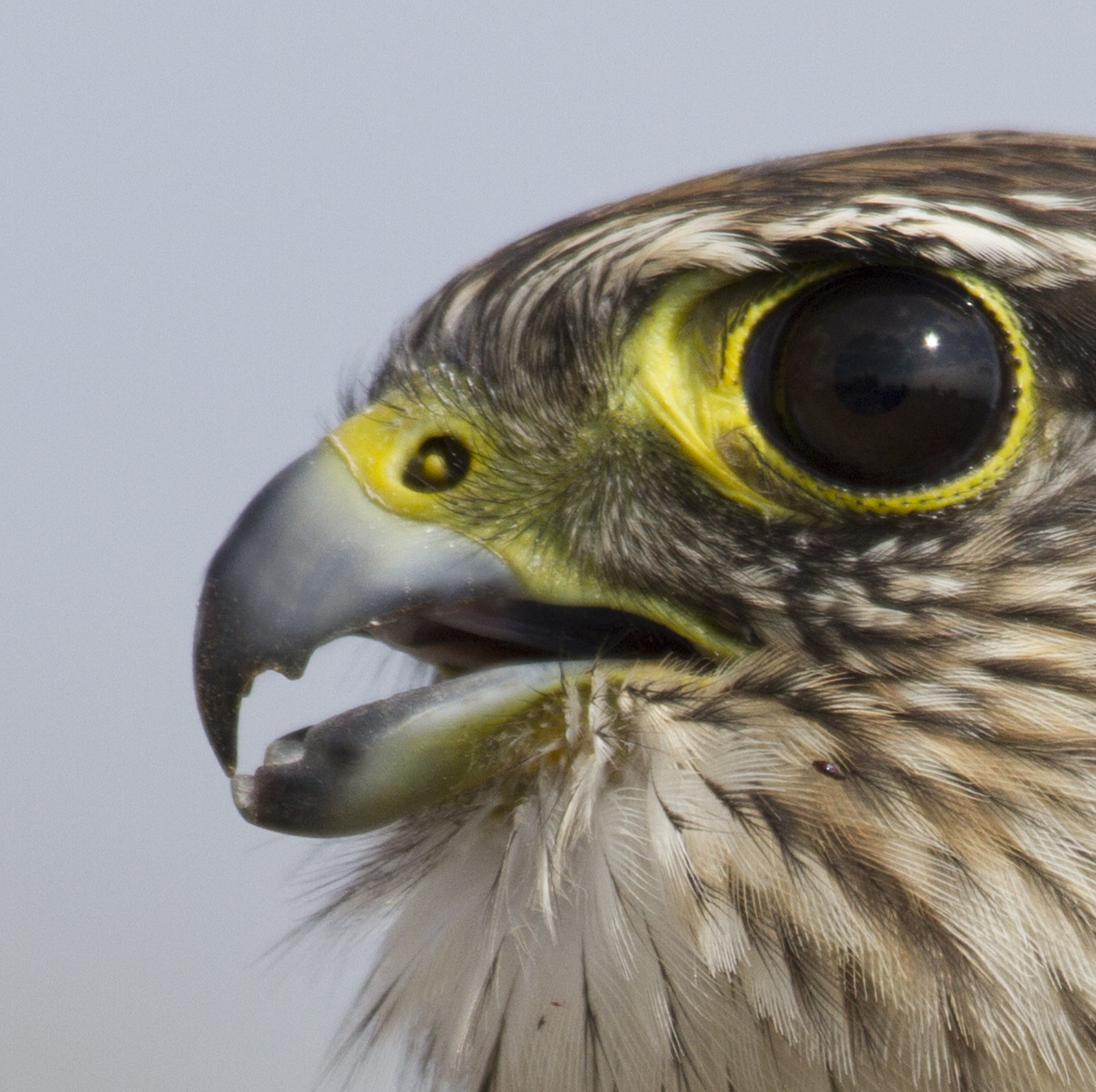 tomial tooth | MJ Springett