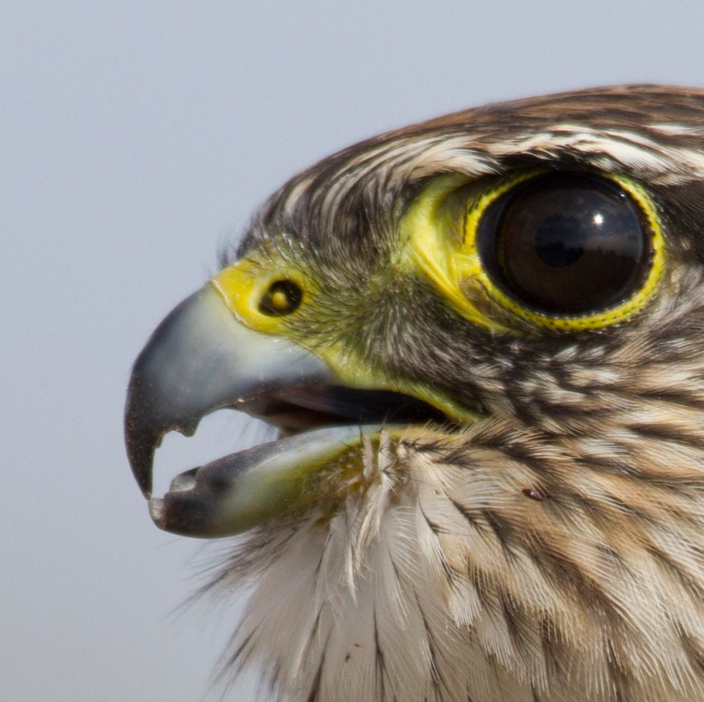 tomial tooth | MJ Springett