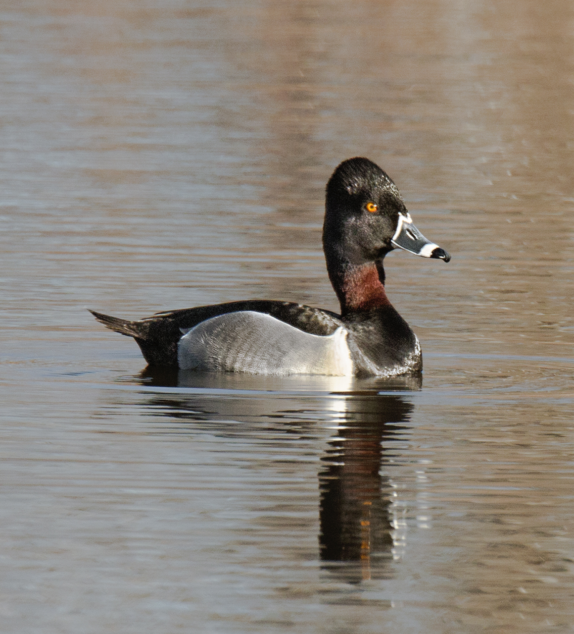 Ring-Necked Duck Male | MJ Springett
